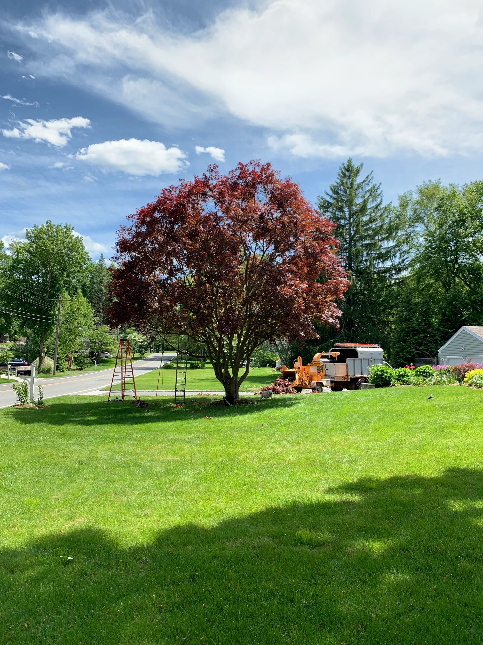 Beaver Tree Service Your Professional Tree Service